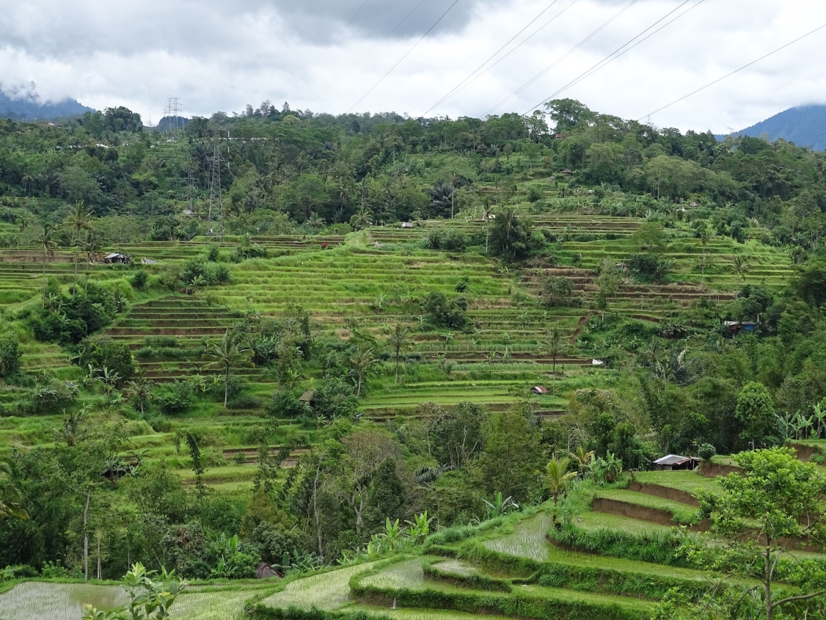 Here's Why Sustainable Rice Cultivation Is Better For The Environment ...