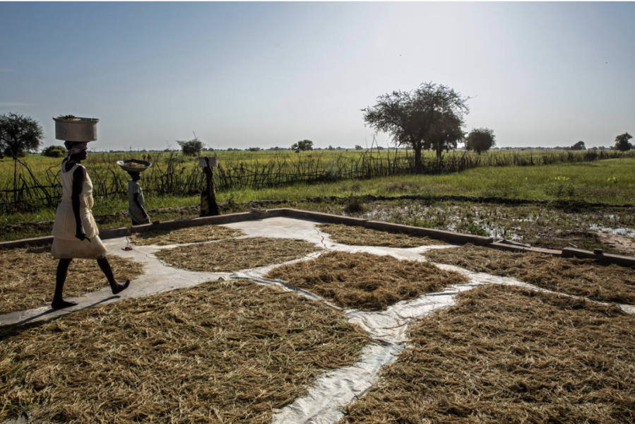 Here's Why Sustainable Rice Cultivation Is Better For The Environment ...